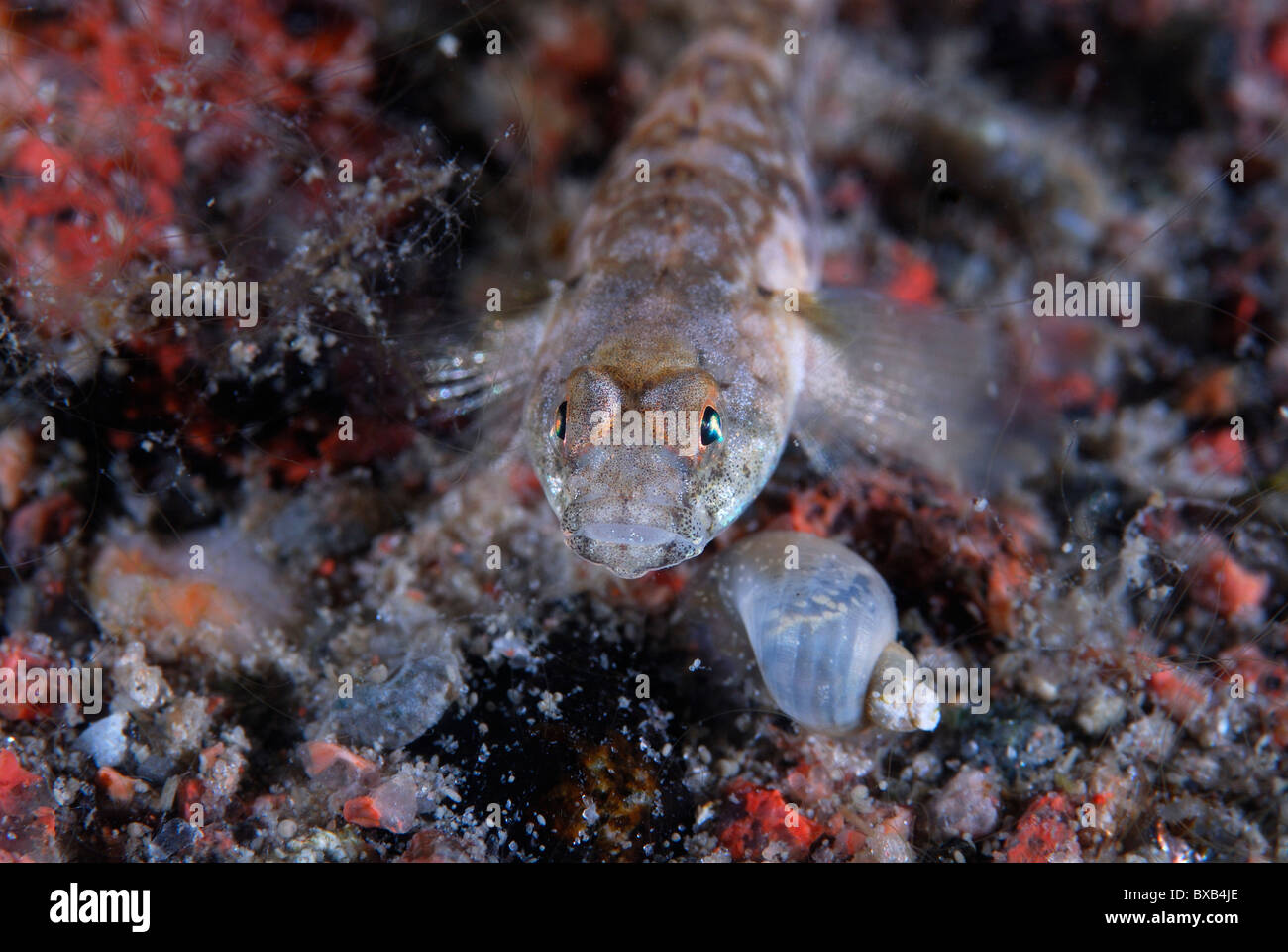 Fish under the water no one swims coral hi-res stock photography and ...