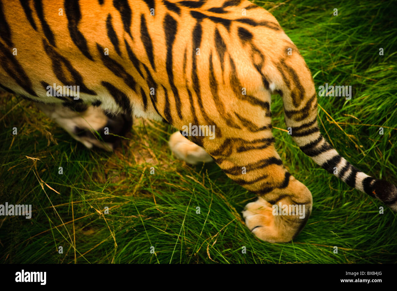 Tiger top angle view hi-res stock photography and images - Alamy