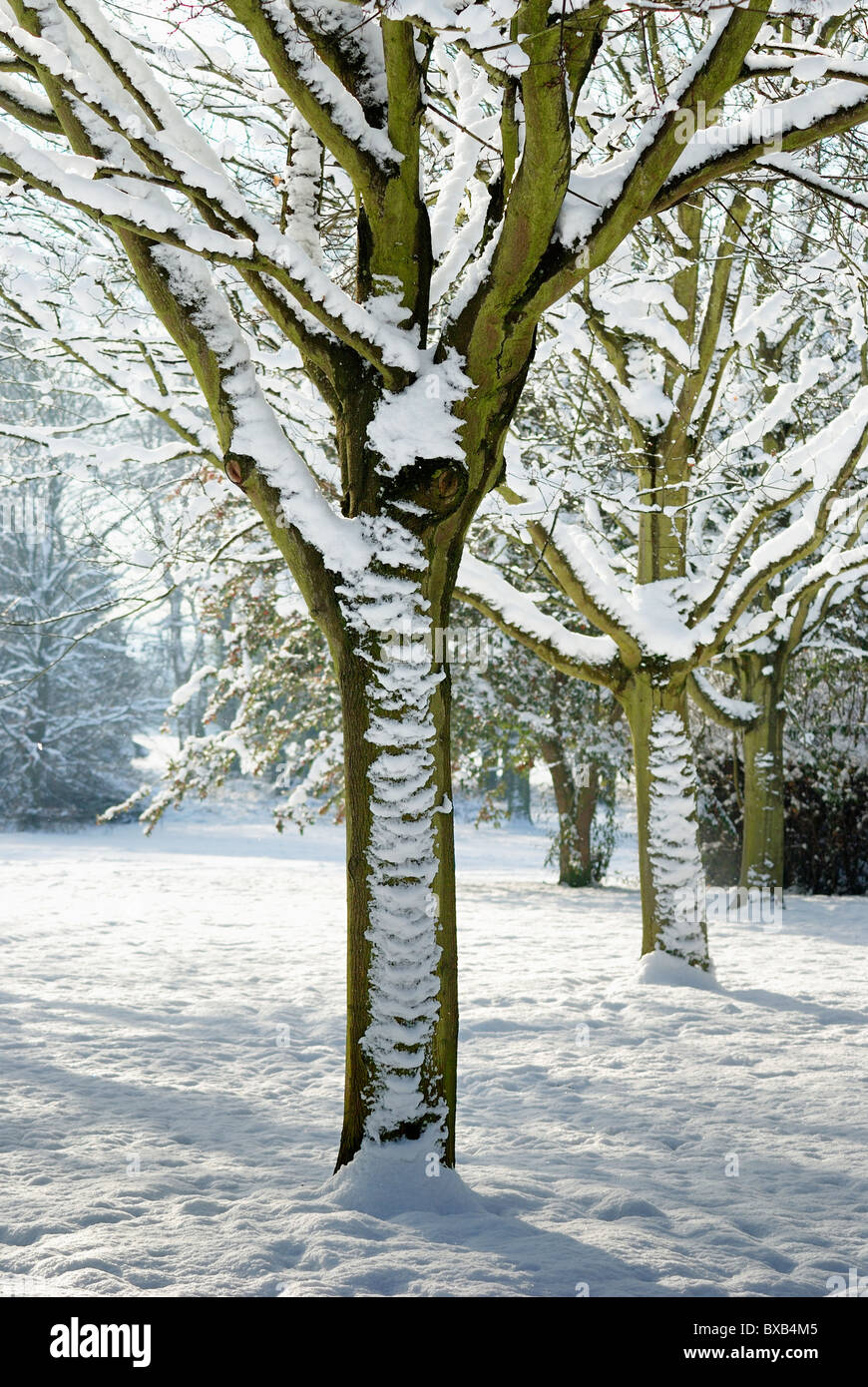 winter trees scene england uk Stock Photo - Alamy