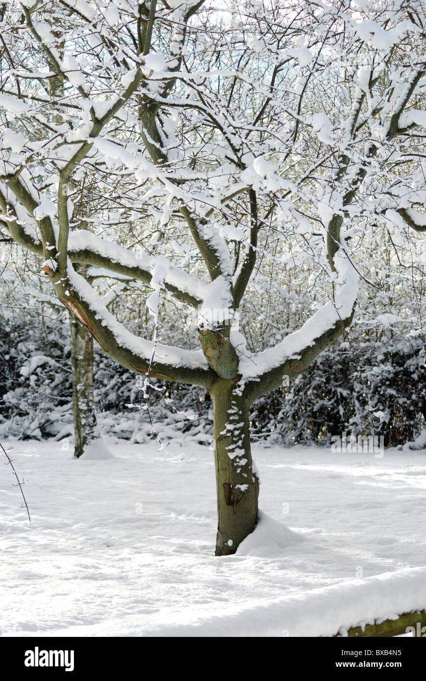 winter tree scene england uk Stock Photo - Alamy