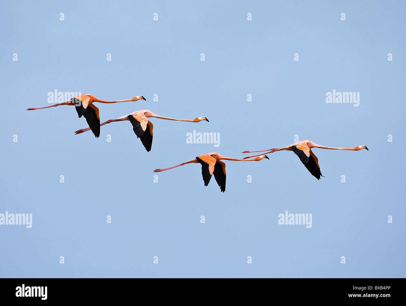 Flamingos flying in sky Stock Photo - Alamy