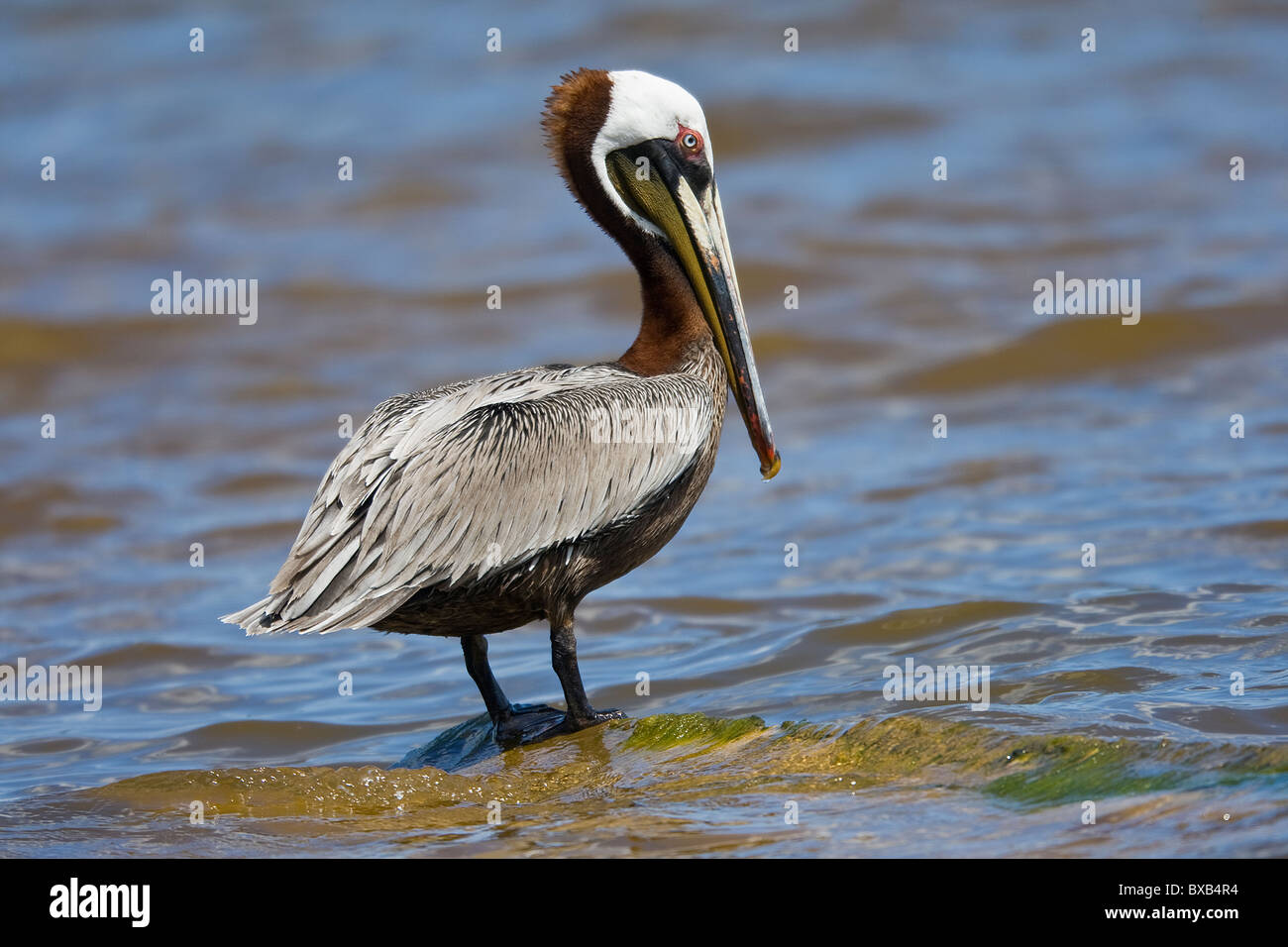 Pelican standing hi-res stock photography and images - Alamy