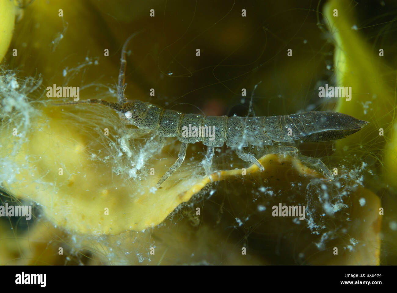 Centipede Under A Microscope