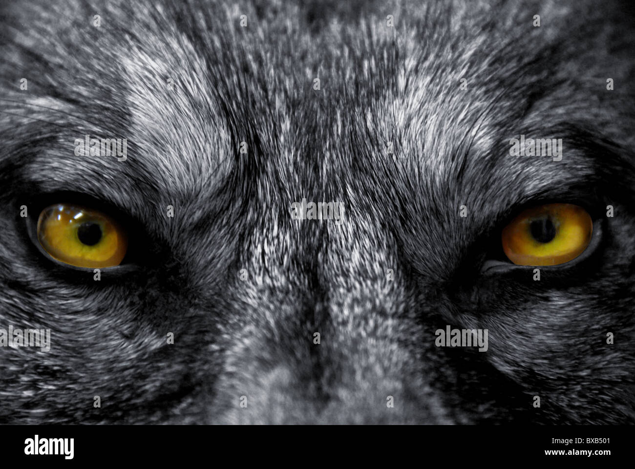Dangerous wolf hi-res stock photography and images - Alamy