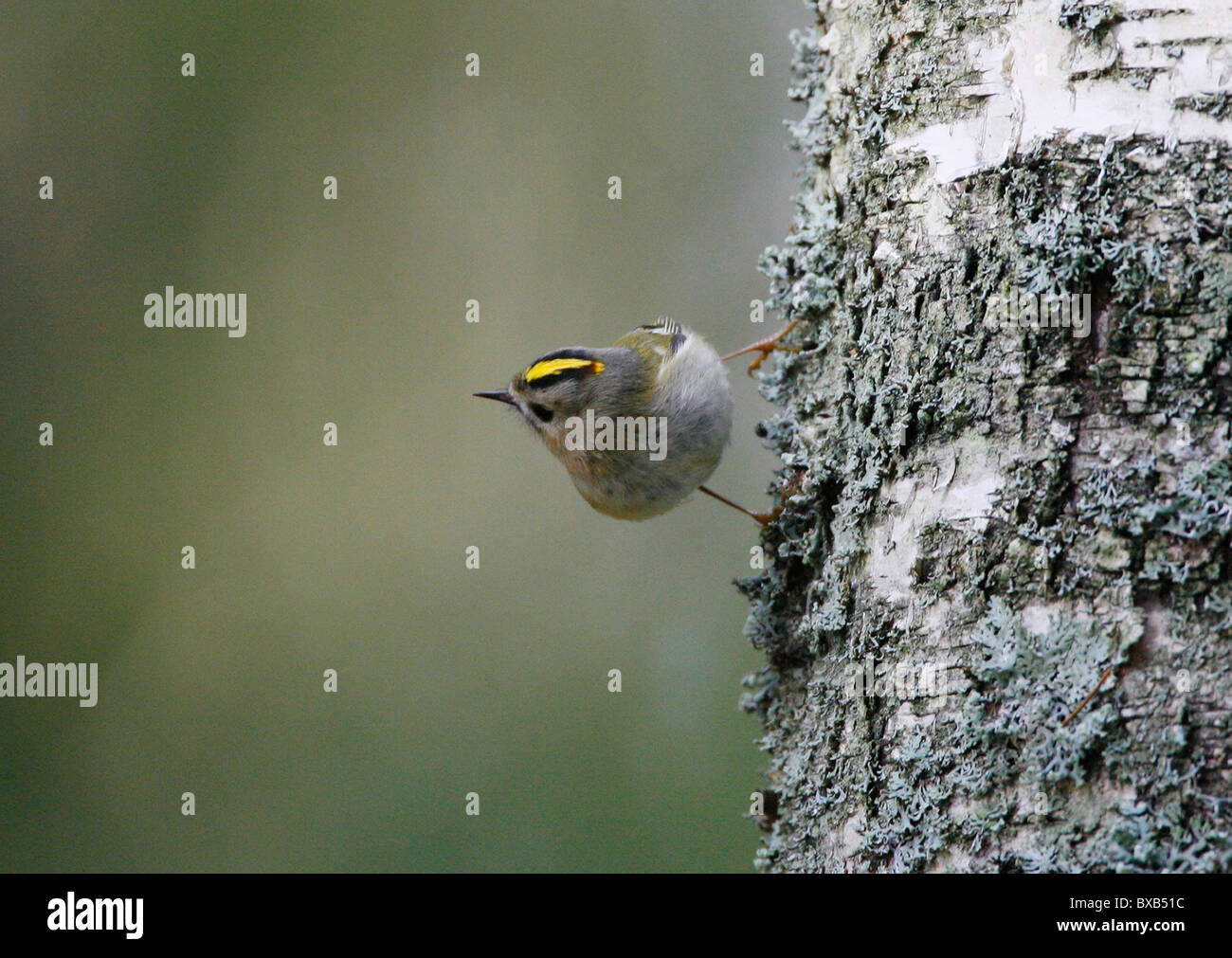 Female goldcrest hi-res stock photography and images - Alamy