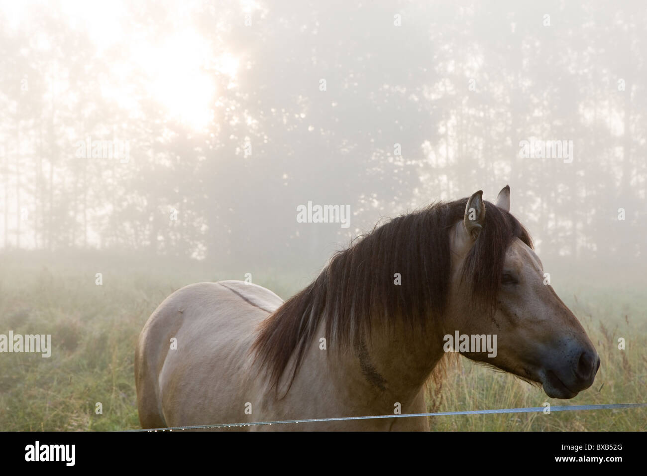 Horse on pasture Stock Photo - Alamy