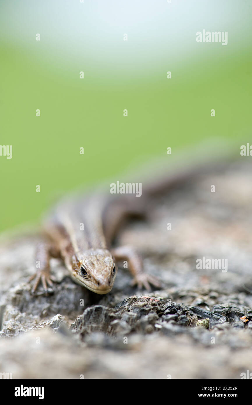 Lizard on tree stump, close-up Stock Photo - Alamy