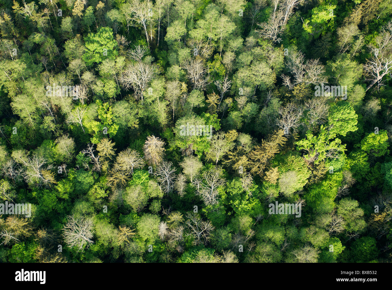 View of lush forest, elevated view Stock Photo - Alamy