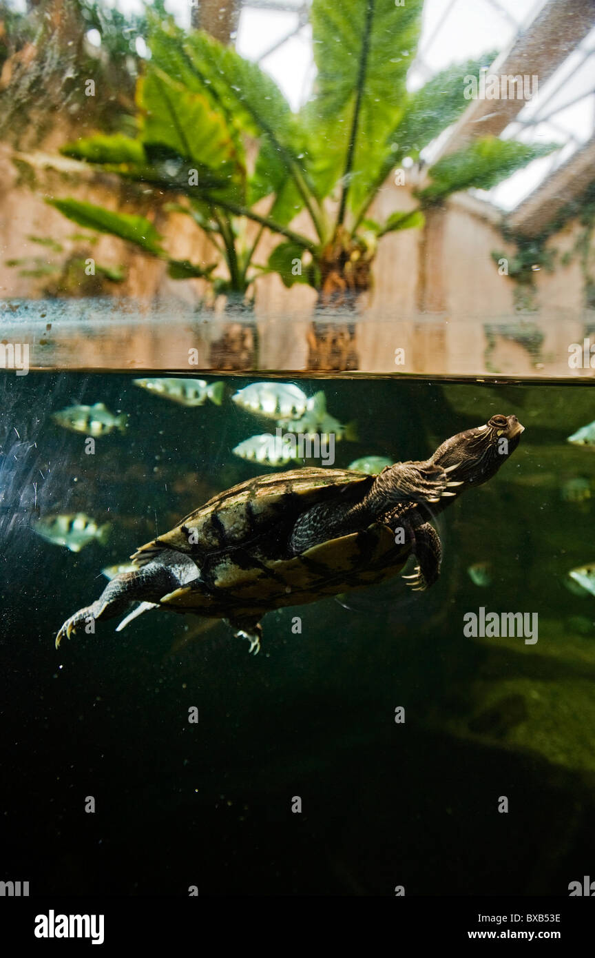 Turtle and fishes in fish tank Stock Photo - Alamy