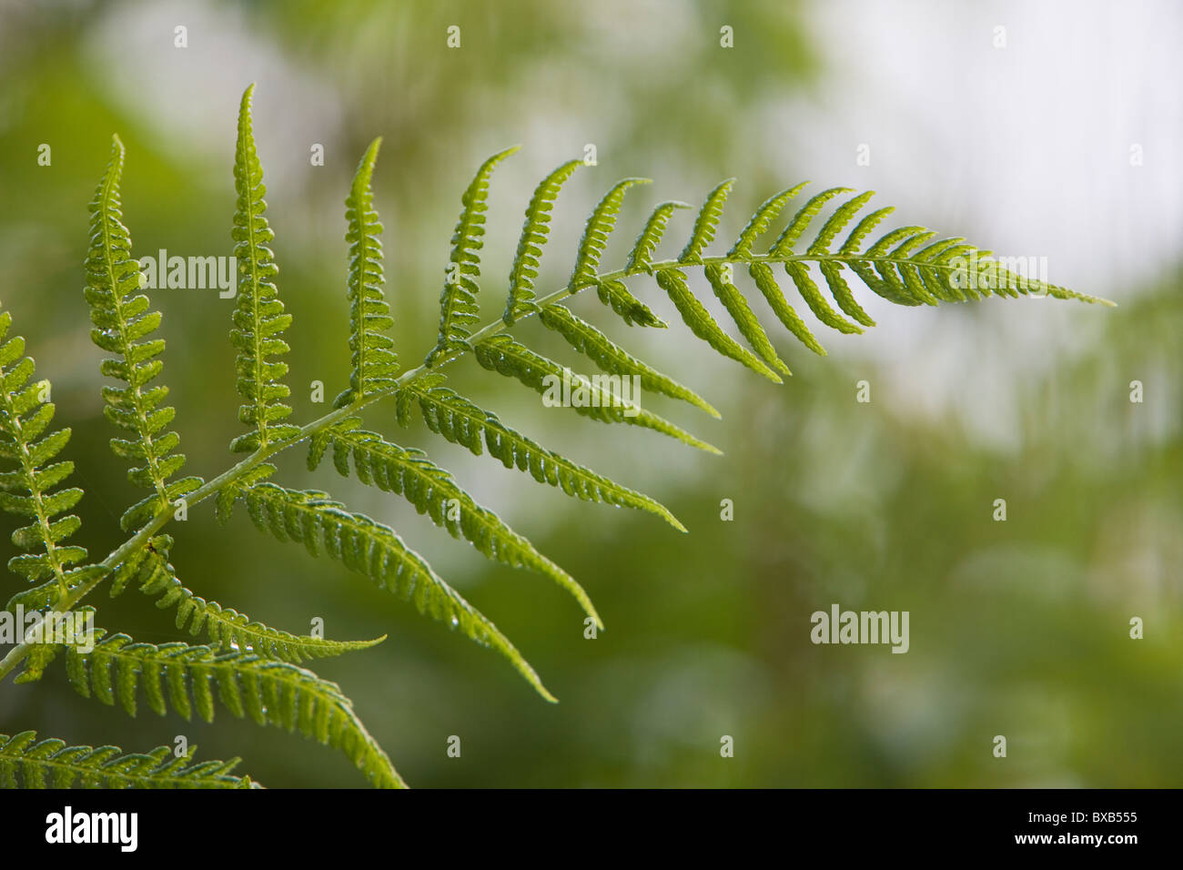 Young fern leaf, close-up Stock Photo - Alamy