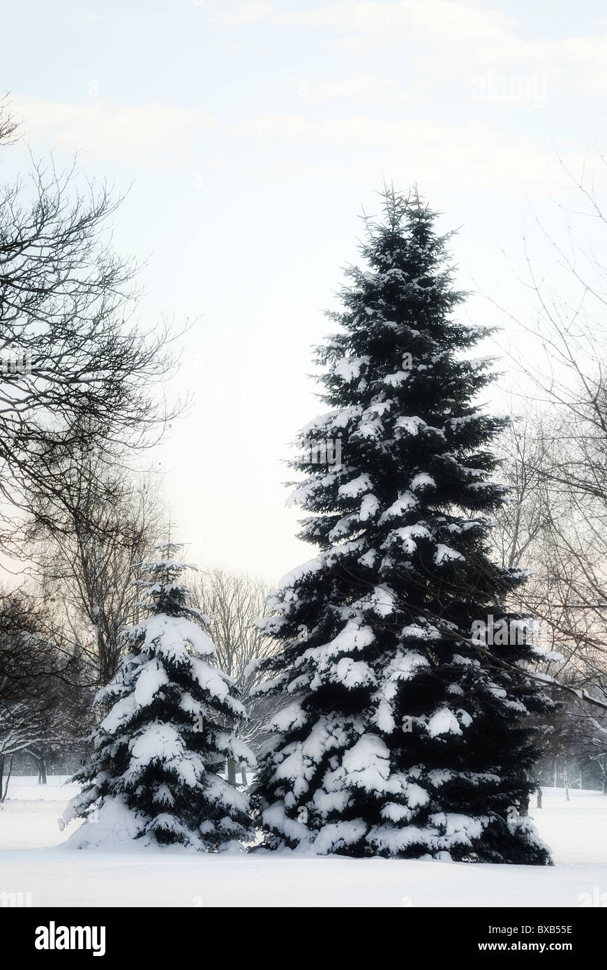 winter scene trees england uk Stock Photo - Alamy