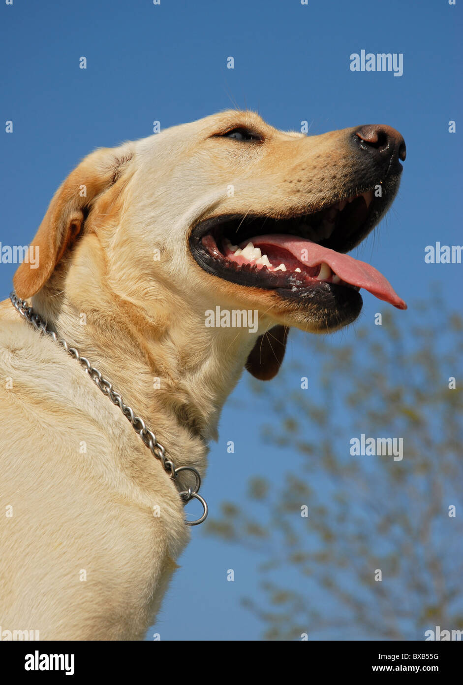 portrait of a young female purebred labrador retriever Stock Photo - Alamy