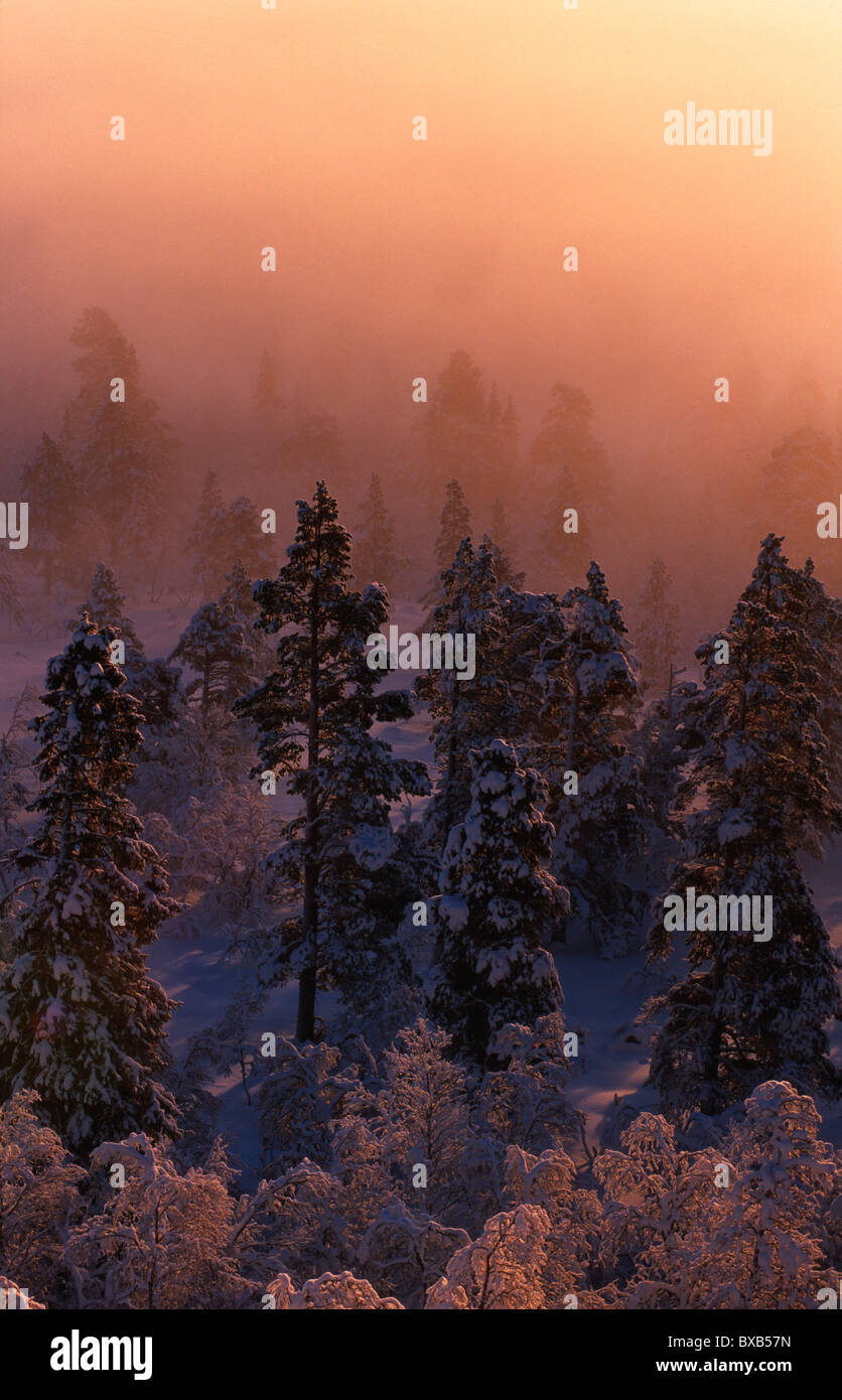 Forest in winter, sunset Stock Photo - Alamy