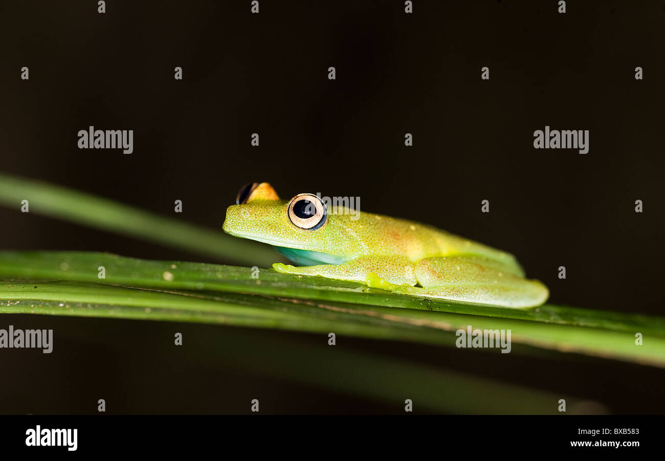 Days frog hi-res stock photography and images - Alamy