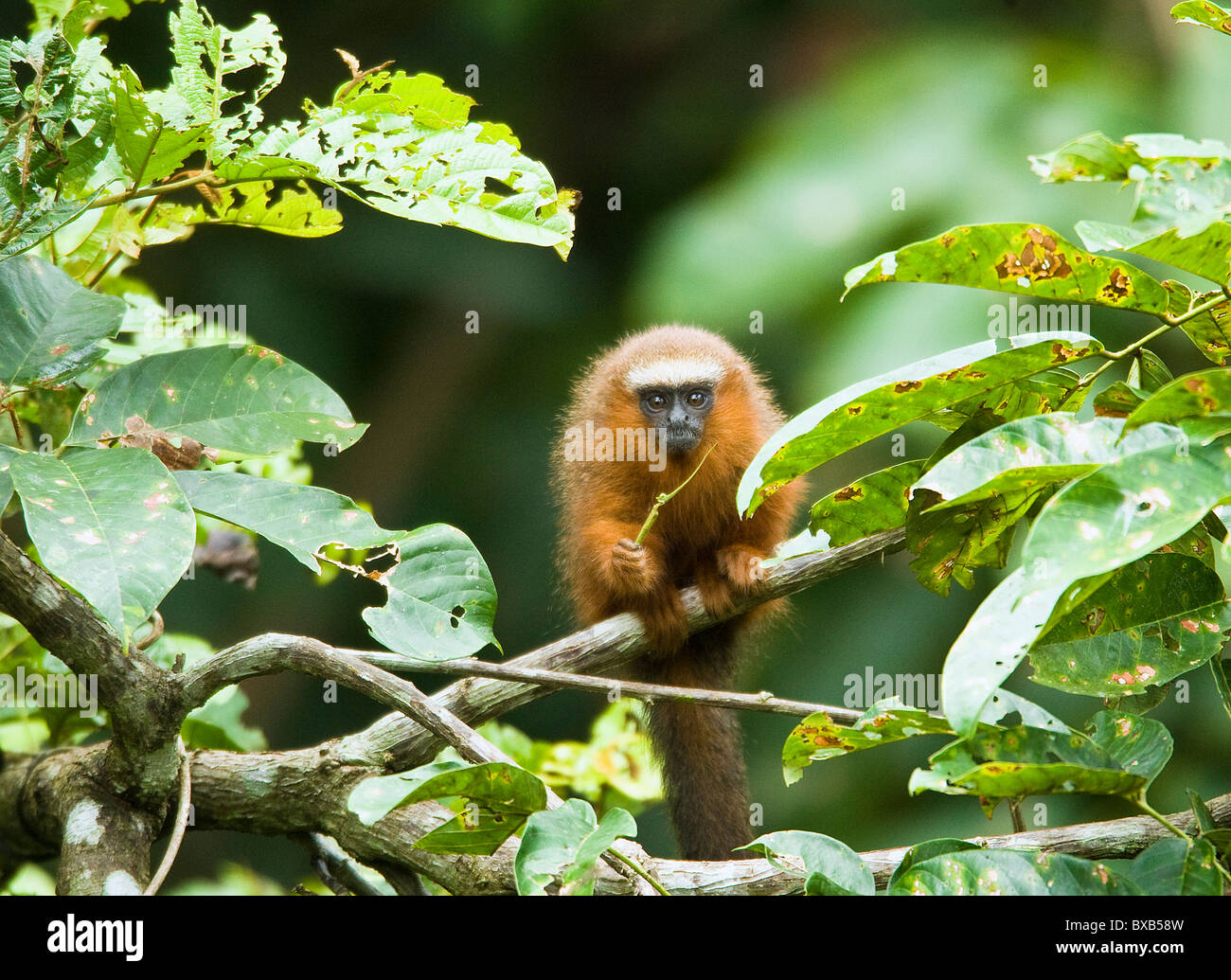 Monkey sitting on branch Stock Photo - Alamy