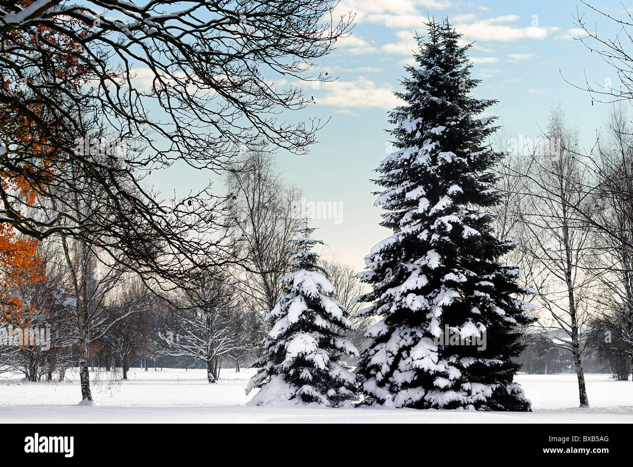 winter scene trees england uk Stock Photo - Alamy