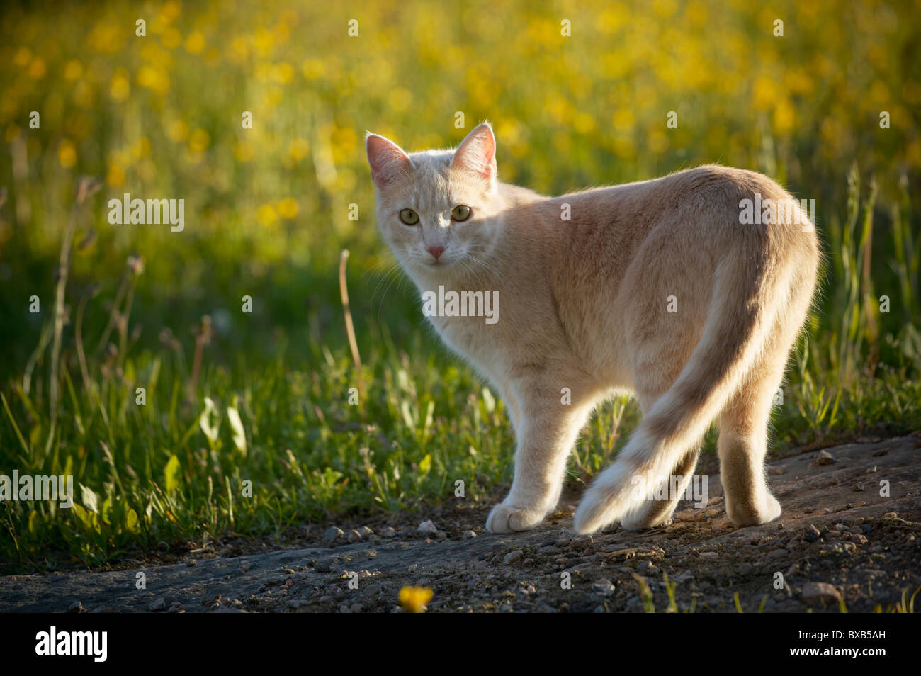 Cute ginger cats hi-res stock photography and images - Alamy