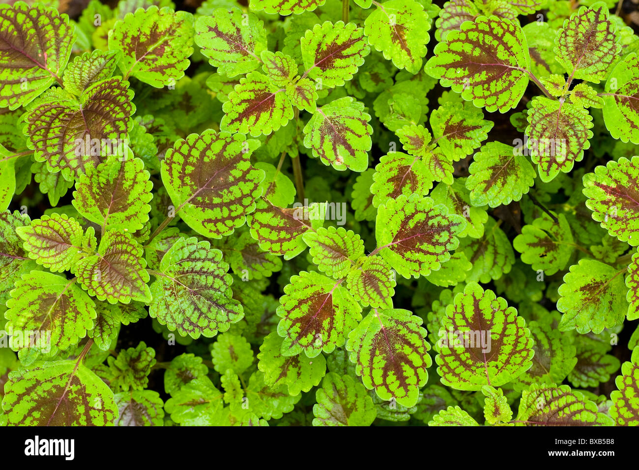 Carpet leaf pattern hi-res stock photography and images - Alamy