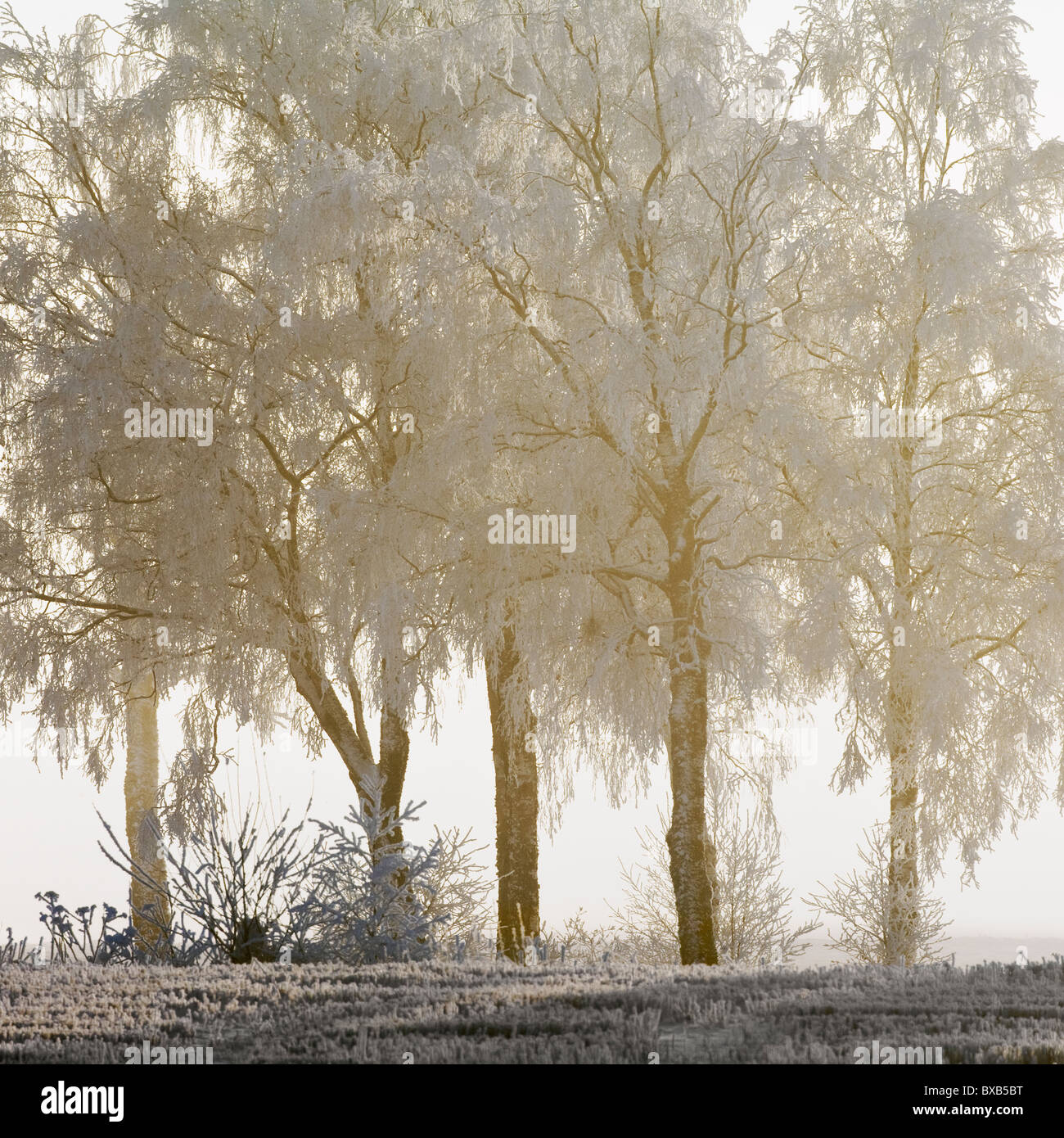 Frosted birches hi-res stock photography and images - Alamy