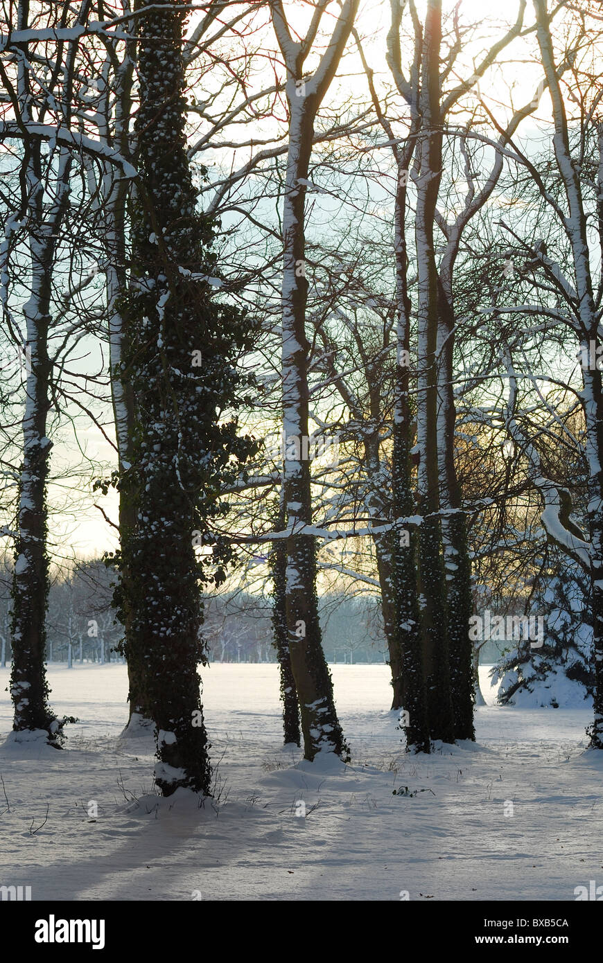 winter scene trees england uk Stock Photo - Alamy