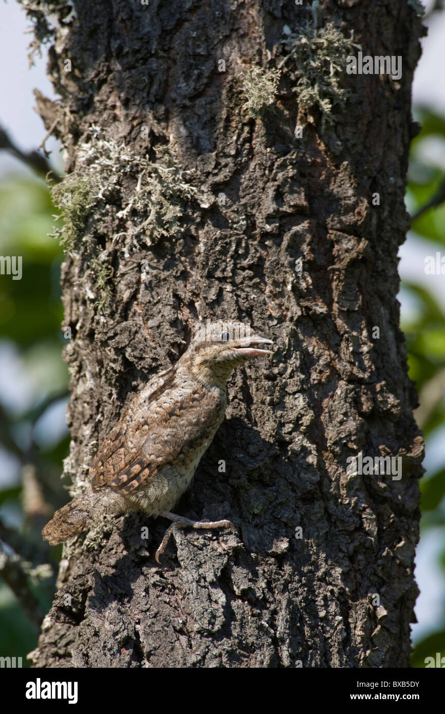 Bird on tree Stock Photo - Alamy