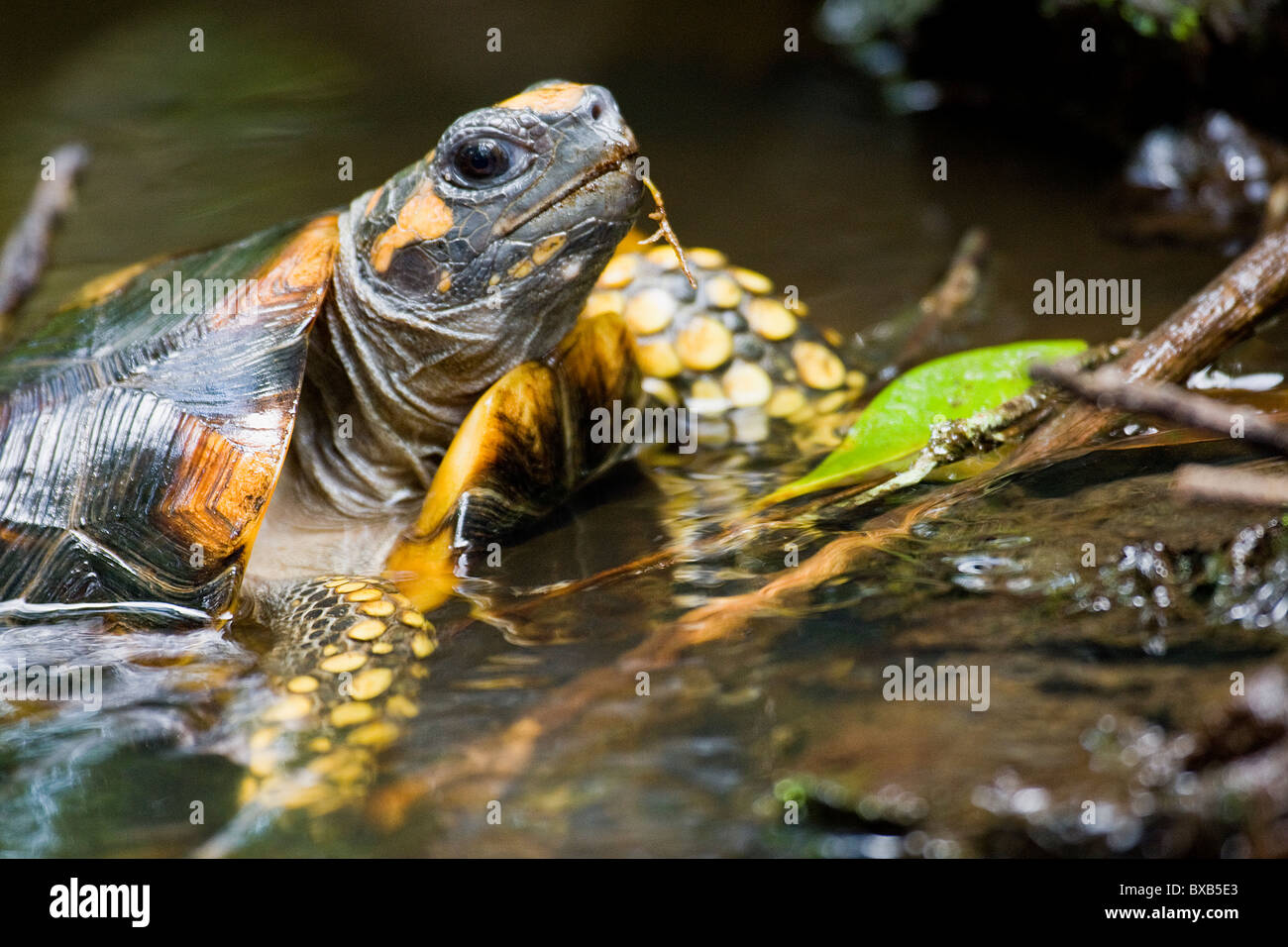Turtle in water Stock Photo - Alamy