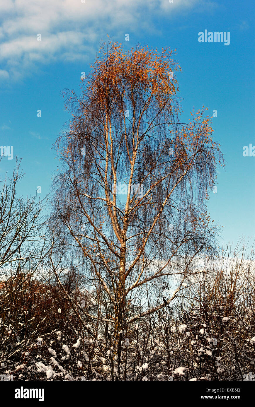 Scene tree hi-res stock photography and images - Alamy