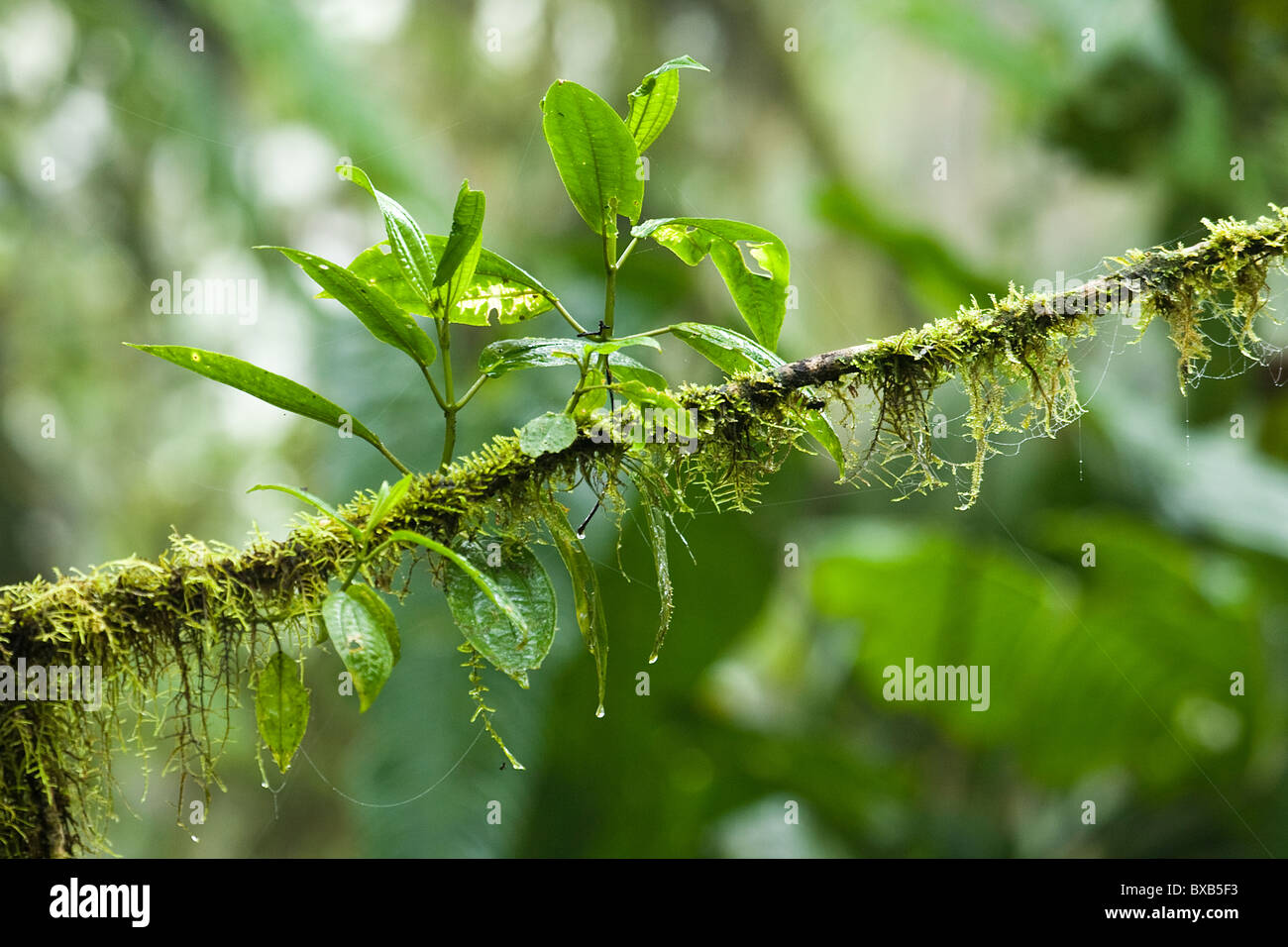 Fresh leaves growing on branch Stock Photo - Alamy