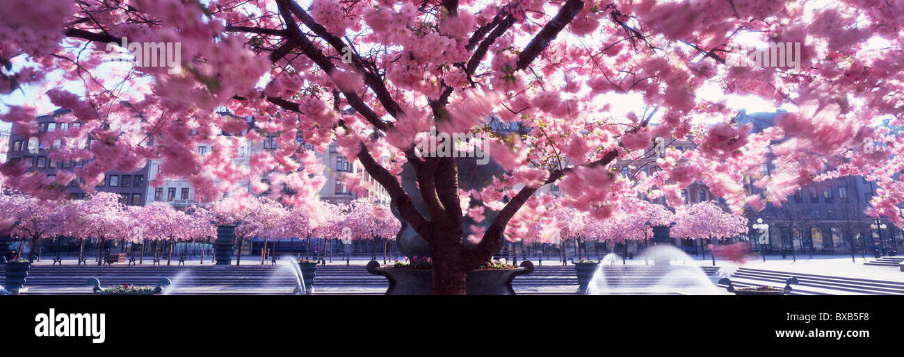 Cherry tree and fountain Stock Photo - Alamy