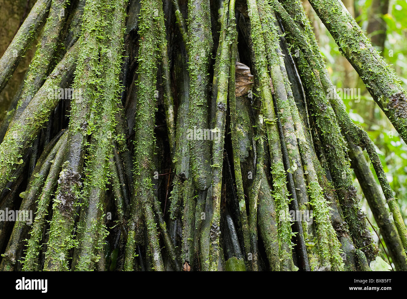 Palm tree growing horizontal trunk hi-res stock photography and images ...
