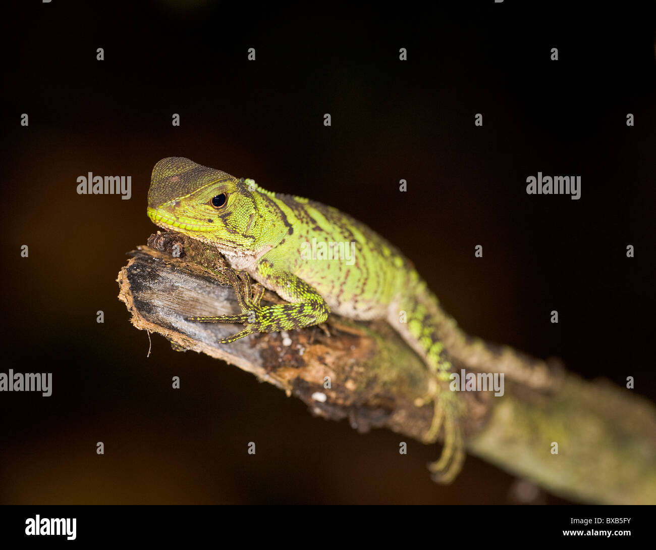 Lizard on branch, close-up Stock Photo - Alamy