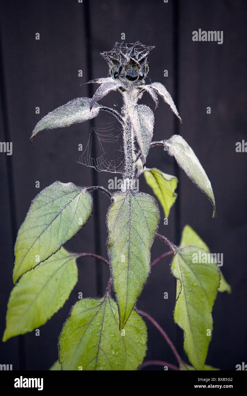 Budded flower hi-res stock photography and images - Alamy
