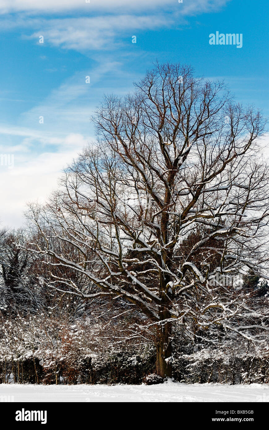 winter scene trees england uk Stock Photo - Alamy