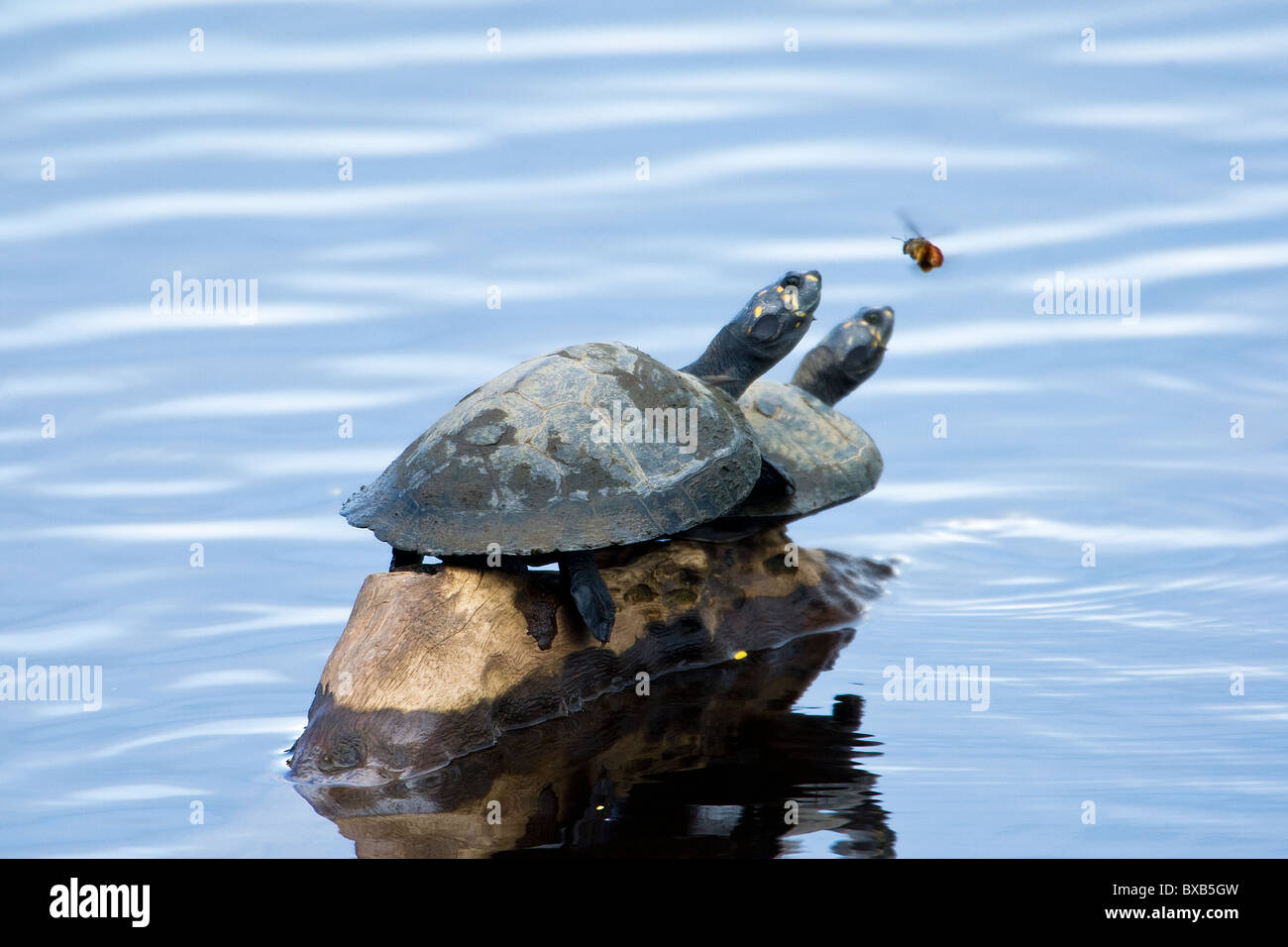 Bee flying over turtles on rock in lake Stock Photo - Alamy