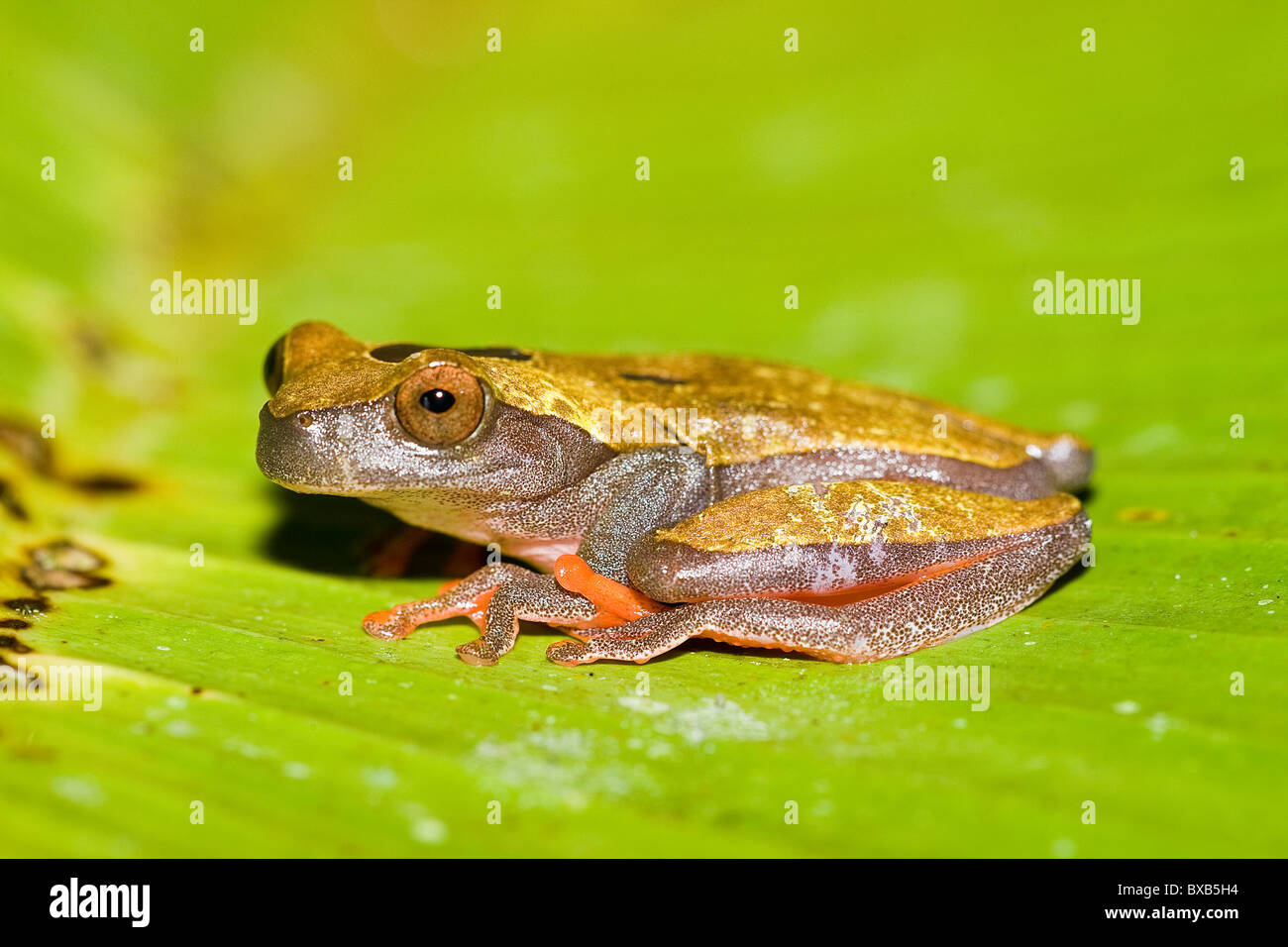 Variegated frog on leaf Stock Photo - Alamy