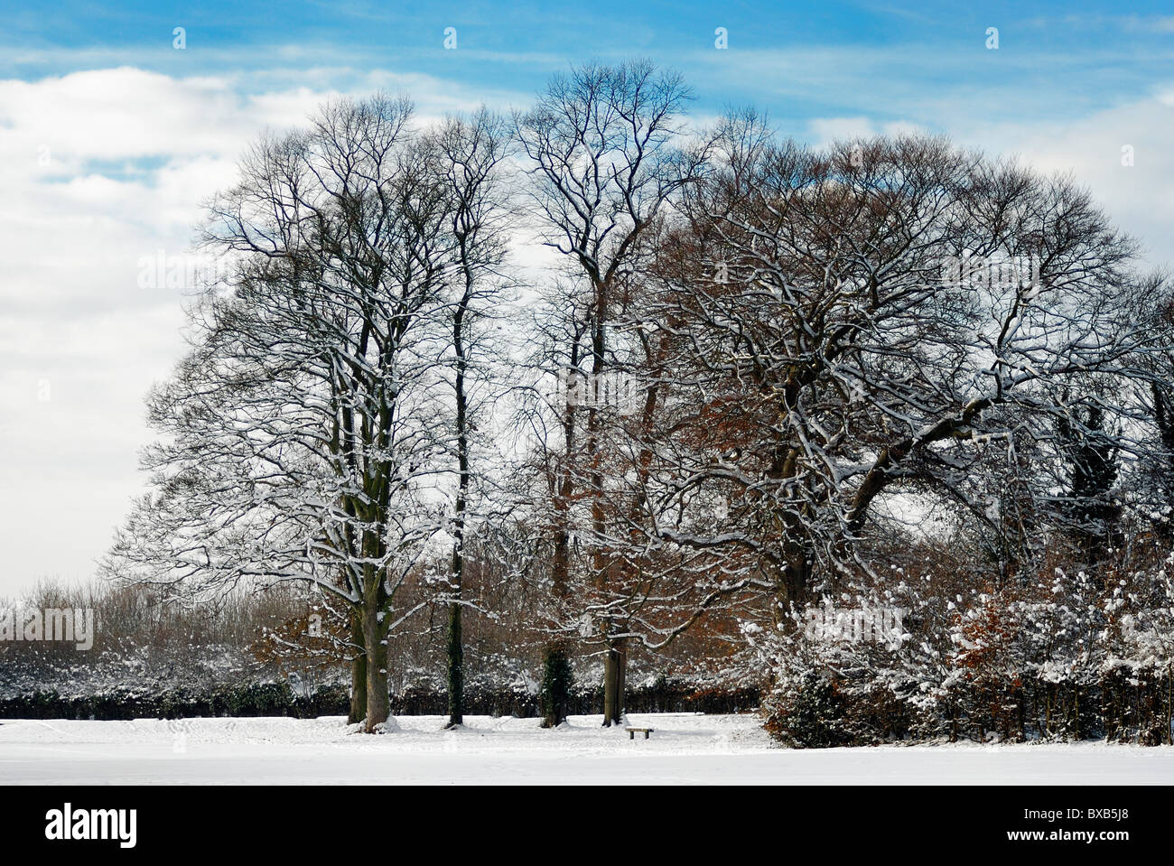 winter scene trees england uk Stock Photo - Alamy