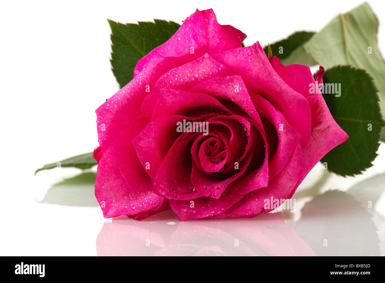 single fresh pink rose with water drops Stock Photo - Alamy