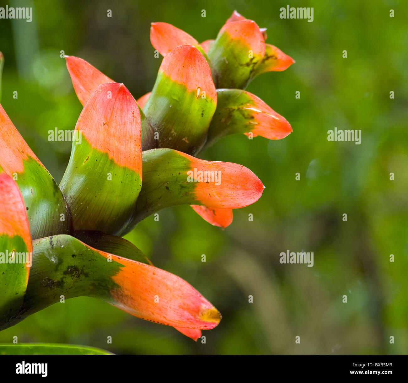 Budded flower hi-res stock photography and images - Alamy