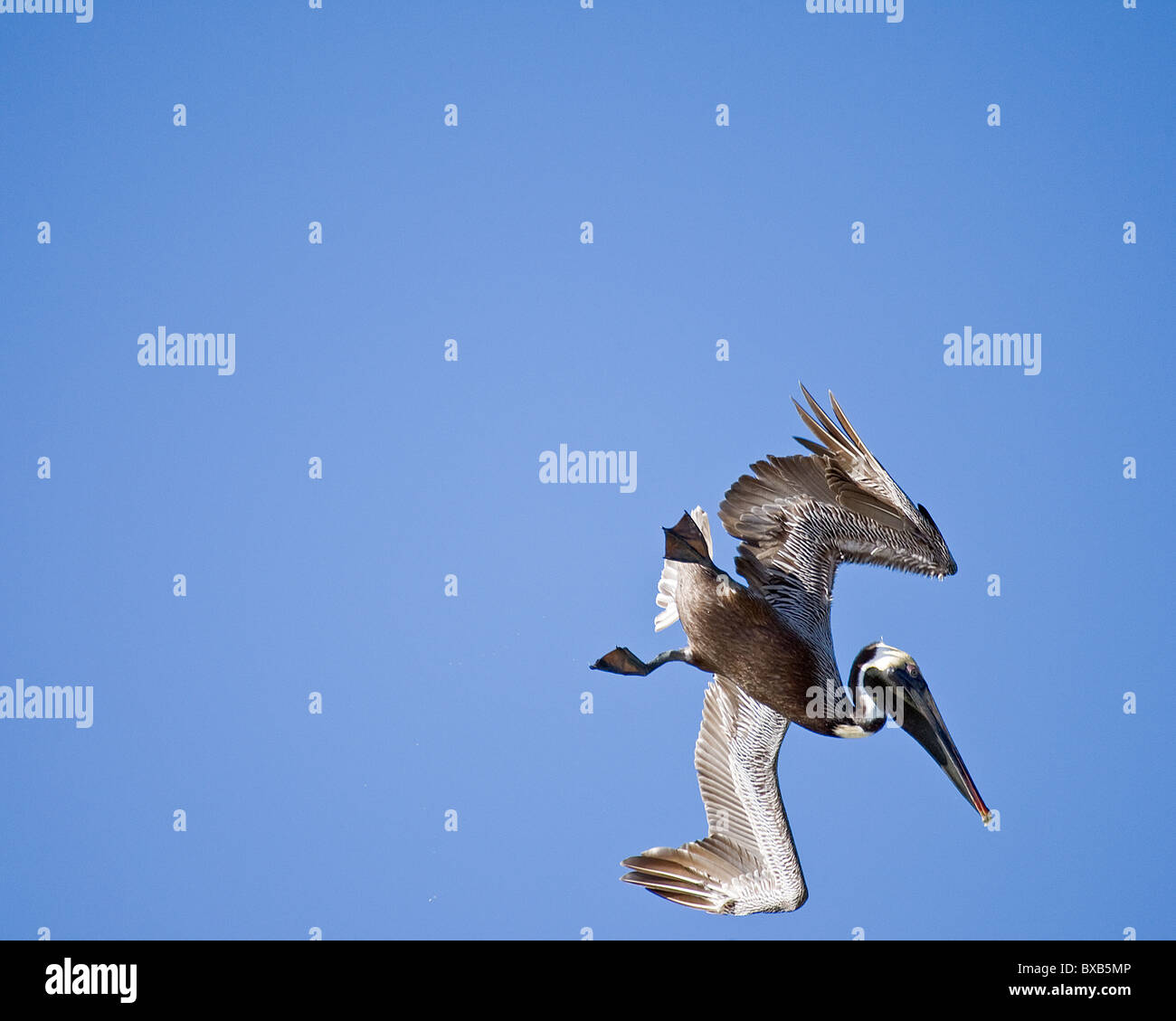 Pelican flying dive diving hi-res stock photography and images - Alamy