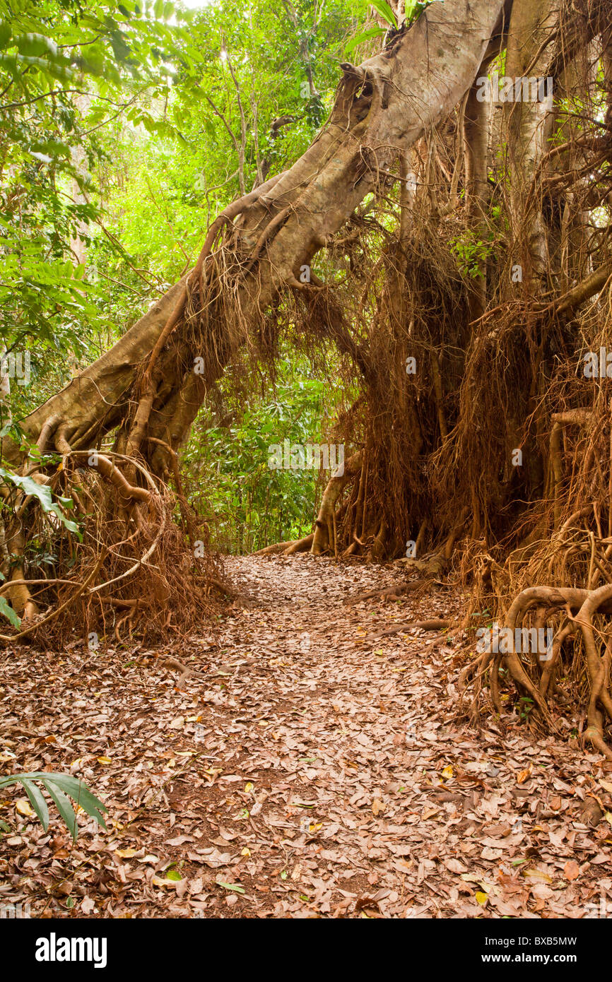 Strangler fig tree at Lake Eacham, Atherton Tableland, Crater Lakes ...