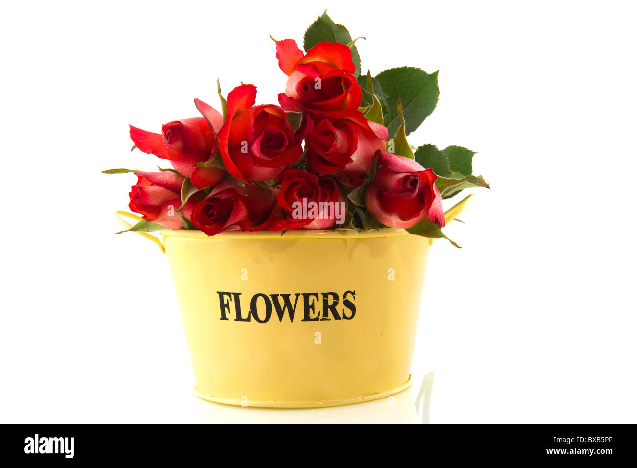 Bouquet of red roses in yellow bucket isolated over white Stock Photo ...