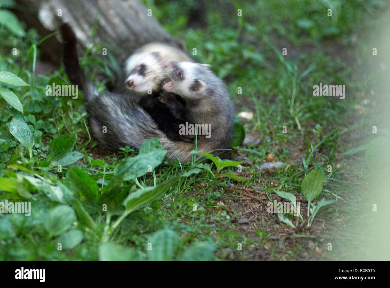 European polecats fighting Stock Photo - Alamy