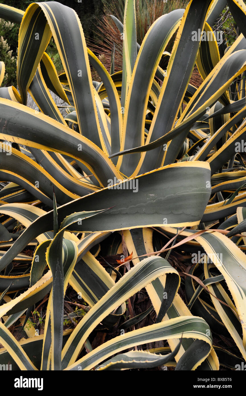 Variegated giant Aloe cactus Stock Photo - Alamy