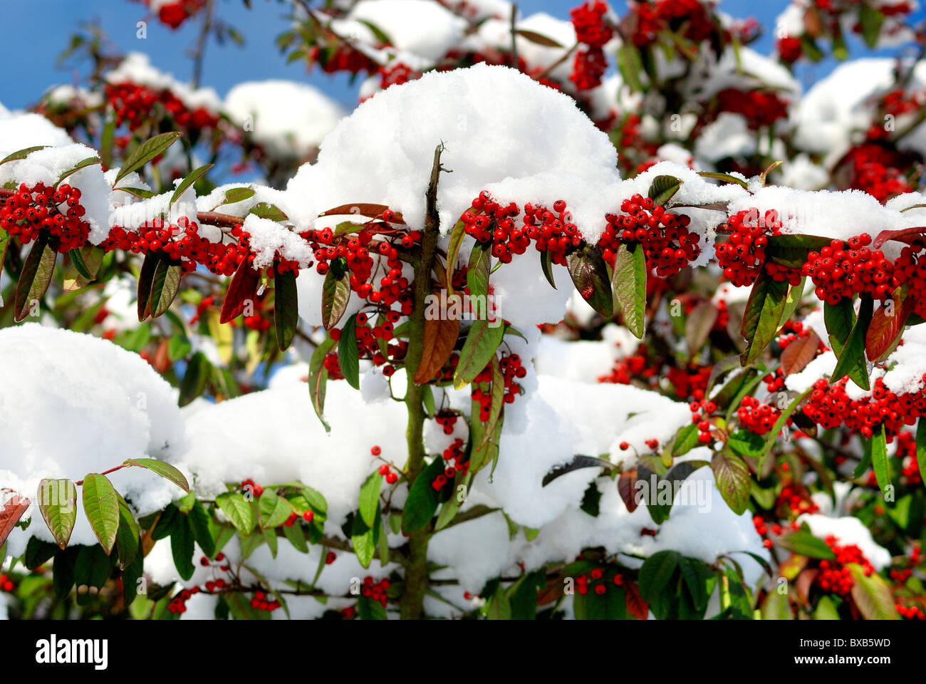 winter scene england uk Stock Photo - Alamy