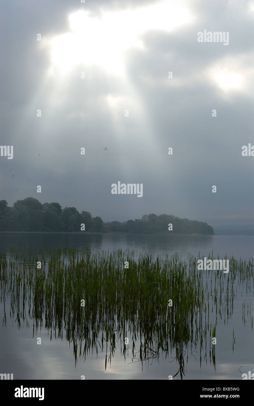 Common reed growing in lake Stock Photo - Alamy