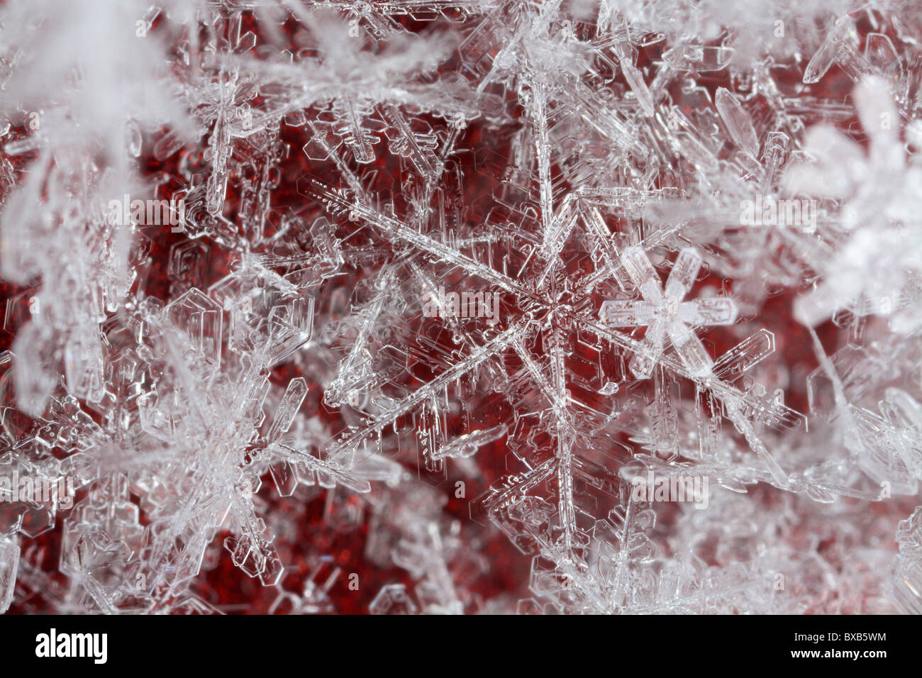 Snow flakes, extreme close-up Stock Photo - Alamy