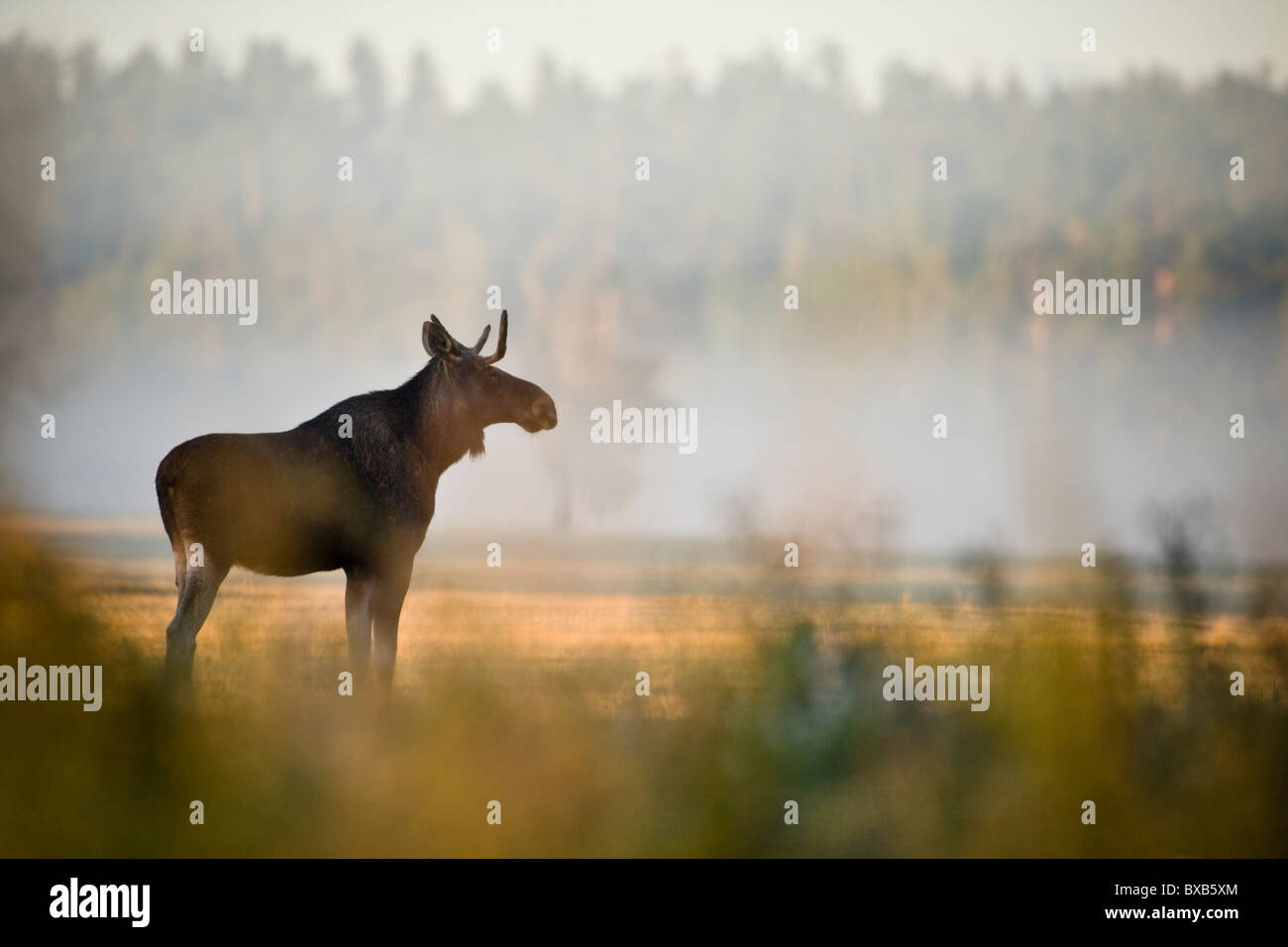 Moose side view hi-res stock photography and images - Alamy