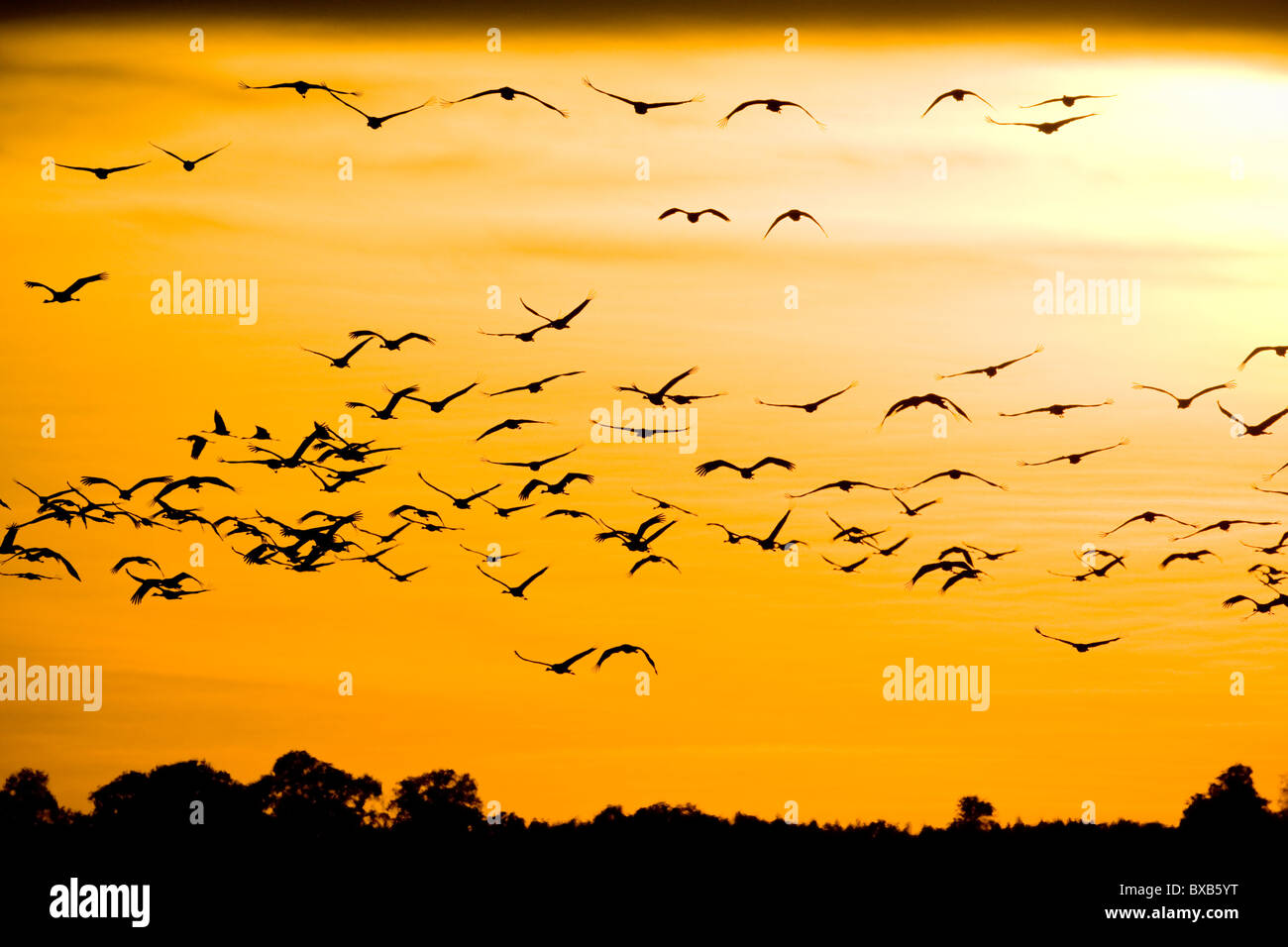 Large flock of cranes hi-res stock photography and images - Alamy