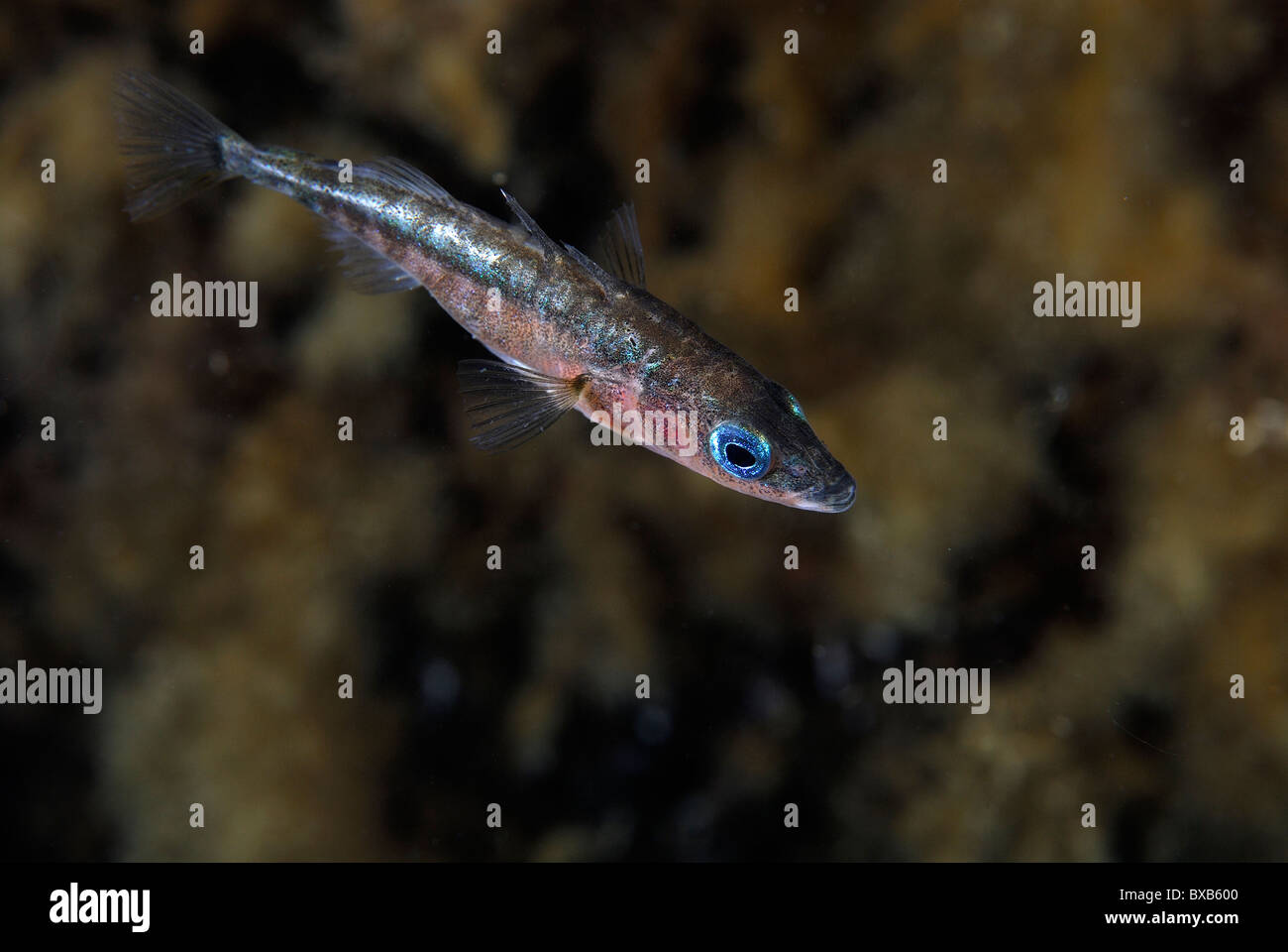 Fish in water, close-up Stock Photo - Alamy