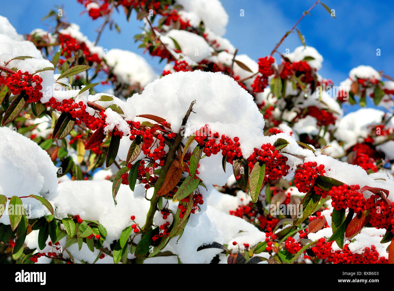 winter scene england uk Stock Photo - Alamy